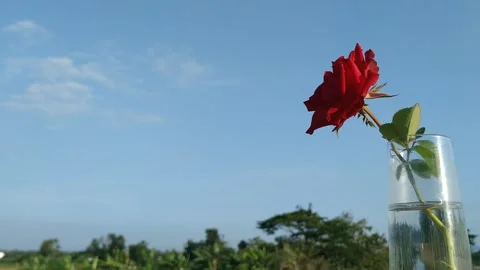 Red rose bushes in the in the wind again... | Stock Video | Pond5