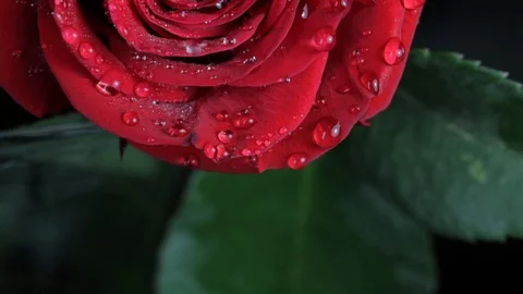 Dew Dr Stock Videos – Royalty-Free HD & 4K Videos | Pond5