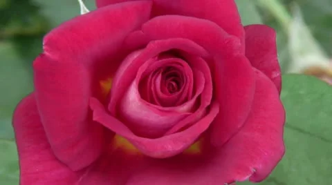 Movie Red Rose Stock Videos – Royalty-Free HD & 4K Videos | Pond5