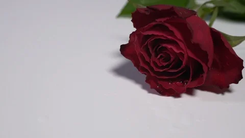 A red rose falling onto a white surface | Stock Video | Pond5