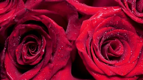 red rose flower 4k | Stock Video | Pond5