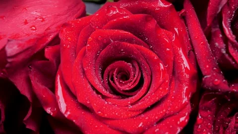 red rose flower rotating 4k | Stock Video | Pond5