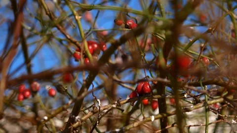 Red rose hips on a tree branch. | Stock Video | Pond5