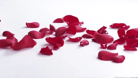 red rose petals blown by wind on white b... | Stock Video | Pond5