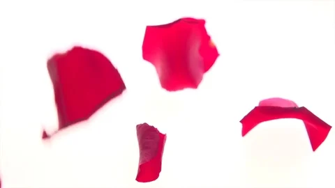 Red rose petals falling down. Rose petal... | Stock Video | Pond5