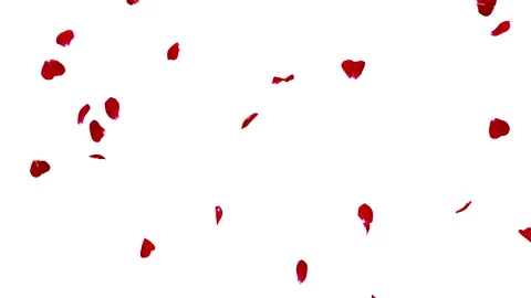 Red rose petals flying isolated on white... | Stock Video | Pond5