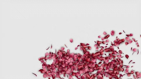 Petals Rose Reveal Stock Videos – Royalty-Free HD & 4K Videos