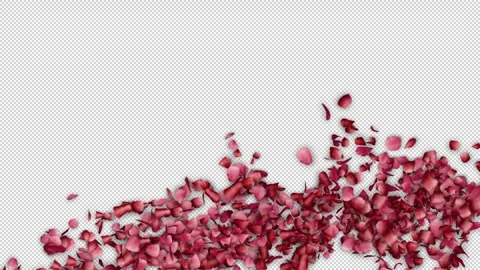 Petals Rose Reveal Stock Videos – Royalty-Free HD & 4K Videos