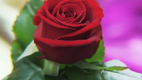 Red Rose Rotating on a Golden Background | Stock Video | Pond5