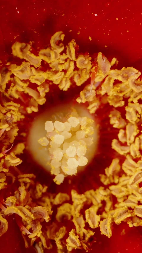 Red Flower Effect Stock Videos – Royalty-Free HD & 4K Videos | Page 3