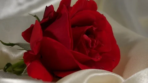 Red rose on white silk with tear drop fa... | Stock Video | Pond5