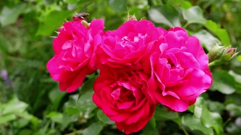 Red roses are moving. 4k. | Stock Video | Pond5