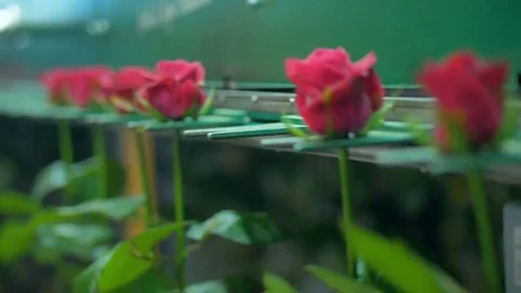 Red roses inside a sorting machine going... | Stock Video | Pond5