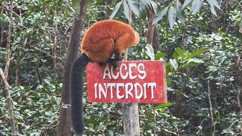 Furry Pooping Stock Videos – Royalty-Free HD & 4K Videos