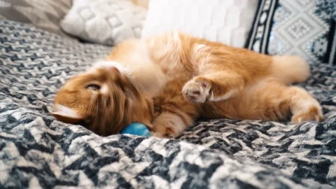 Red сat cuddling with a small ball on b... | Stock Video | Pond5