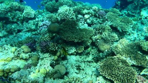 Red Sea Fauna. Static video of a coral r... | Stock Video | Pond5