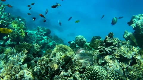 Red Sea Fauna. Static video of a coral r... | Stock Video | Pond5