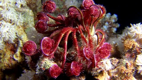 Red sea lily (feather star) moving at ni... | Stock Video | Pond5