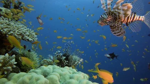 Red Sea Lion Fish | Stock Video | Pond5