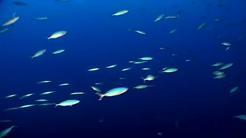 Red Sea, Shoal Of Fish Swimming In A Blu... | Stock Video | Pond5