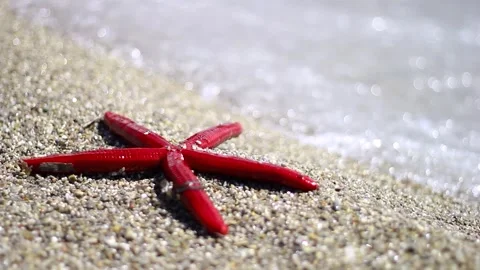 Sea Star Beach Stock Videos – Royalty-Free HD & 4K Videos | Pond5