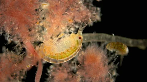 red sea zooplankton under a microscope, ... | Stock Video | Pond5