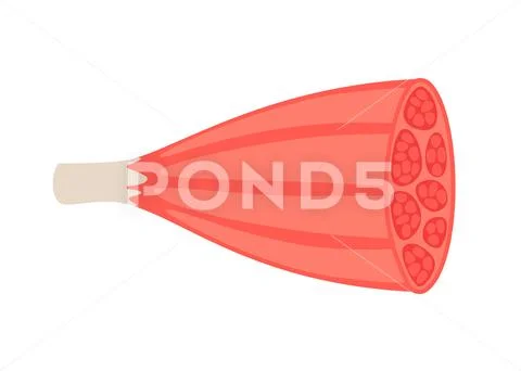 Red section inside muscle, fiber part body human. Skeletal muscle ...