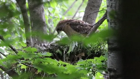 Red-shouldered Hawk feeding its chicks a... | Stock Video | Pond5