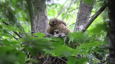 Red-shouldered Hawk feeding its chicks a... | Stock Video | Pond5