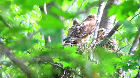 Red-shouldered Hawk with its chicks at t... | Stock Video | Pond5