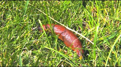 Red Slug in the green grass | Stock Video | Pond5