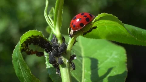 Red Spotted Lady Bug Eating Small Black ... | Stock Video | Pond5
