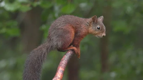 Animals Disappearing Stock Footage ~ Royalty Free Stock Videos | Pond5