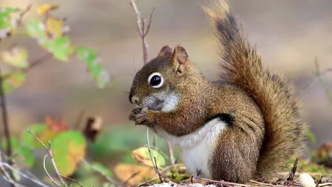 Face Front Facing Stock Videos – Royalty-Free HD & 4K Videos | Pond5