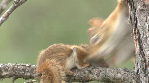 Young Female Adult Stock Video Footage | Royalty Free Young Female ...