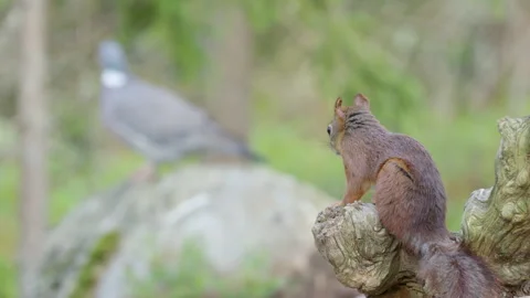 Red squirrel on perch in woods stares in... | Stock Video | Pond5