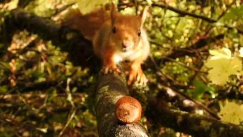 Rød Stock Videos – Royalty-Free HD & 4K Videos