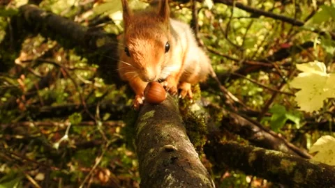 Rød Stock Videos – Royalty-Free HD & 4K Videos