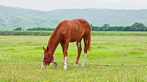red stallion with white legs in the red ... | Stock Video | Pond5