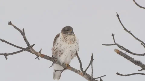 Red-Tailed Hawk Adult Resting Custer Sta... | Stock Video | Pond5