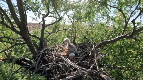 Red-Tailed Hawk Bird Nesting Addled Egg ... | Stock Video | Pond5