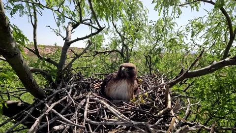 Red-Tailed Hawk Bird Nesting Incubating ... | Stock Video | Pond5
