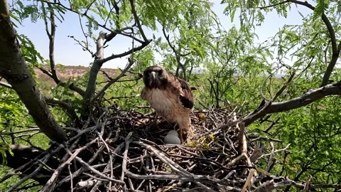 Red-tailed Hawk Bird Nesting Incubating ... | Stock Video | Pond5