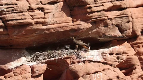 A red-tailed hawk brings food to chick i... | Stock Video | Pond5