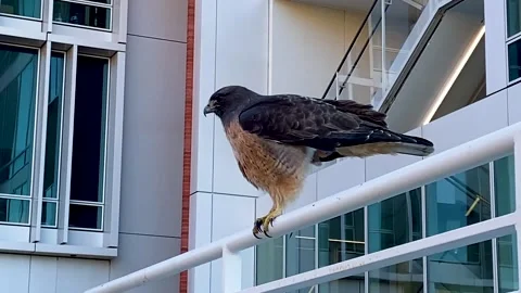 Red-tailed hawk defecating, Buteo jamaic... | Stock Video | Pond5