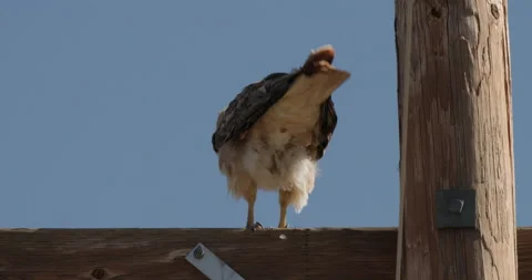 Red-Tailed Hawk Defecating Pooping From ... | Stock Video | Pond5