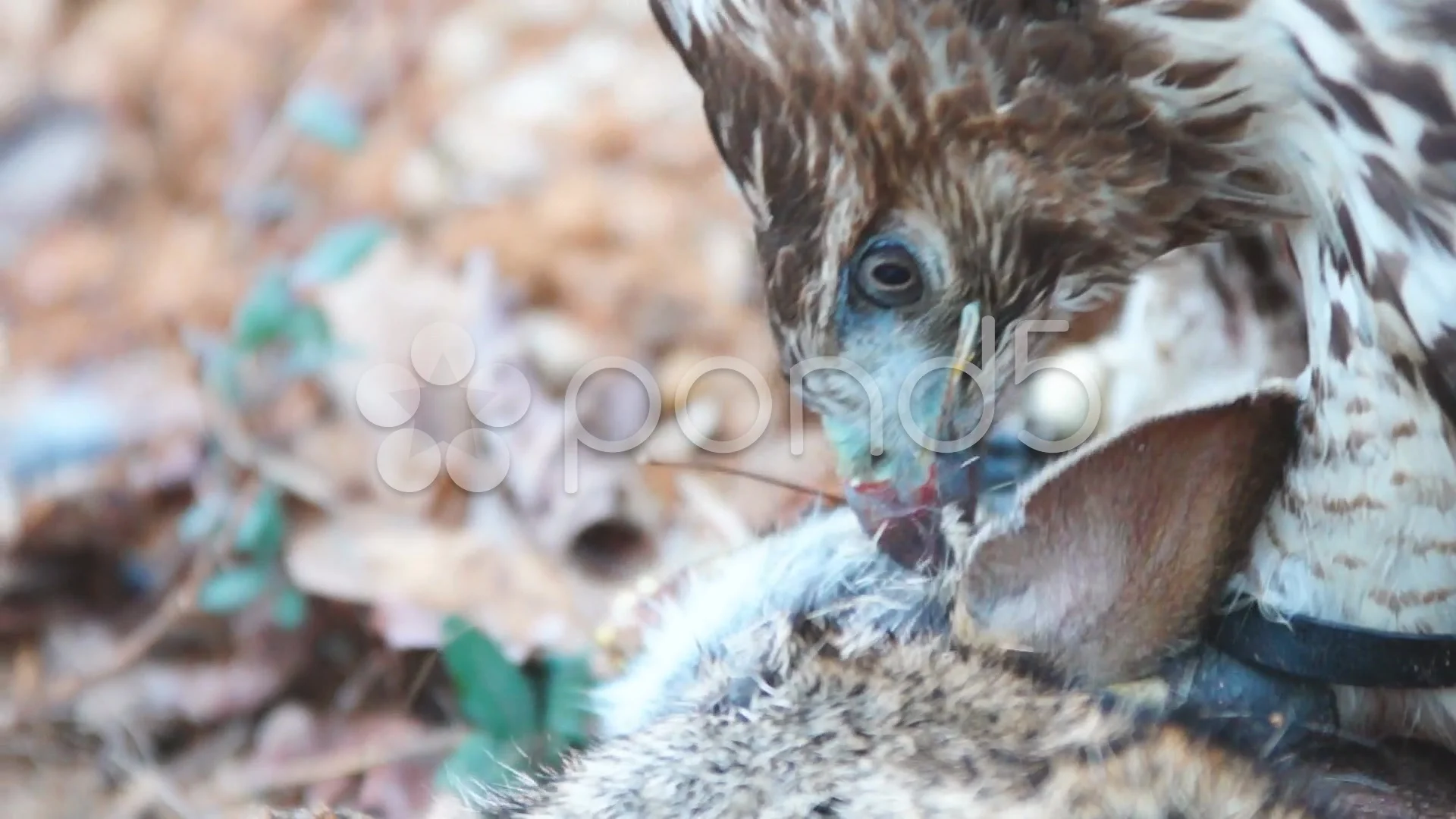 Hawk Eating Rabbit
