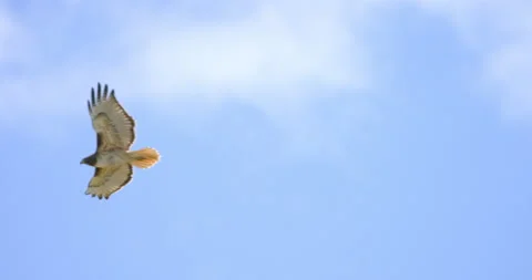 Red-tailed Hawk flies across the blue sk... | Stock Video | Pond5
