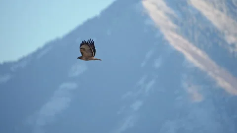Red-Tailed Hawk flying through the sky w... | Stock Video | Pond5