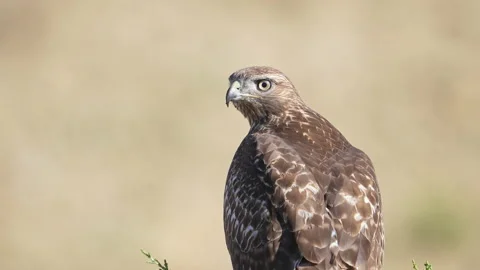 Red-tailed hawk looking over its shoulde... | Stock Video | Pond5